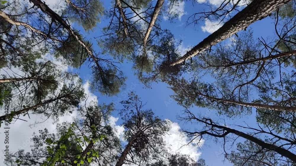 Trees swing high against the sky. Pine trees move against the ...