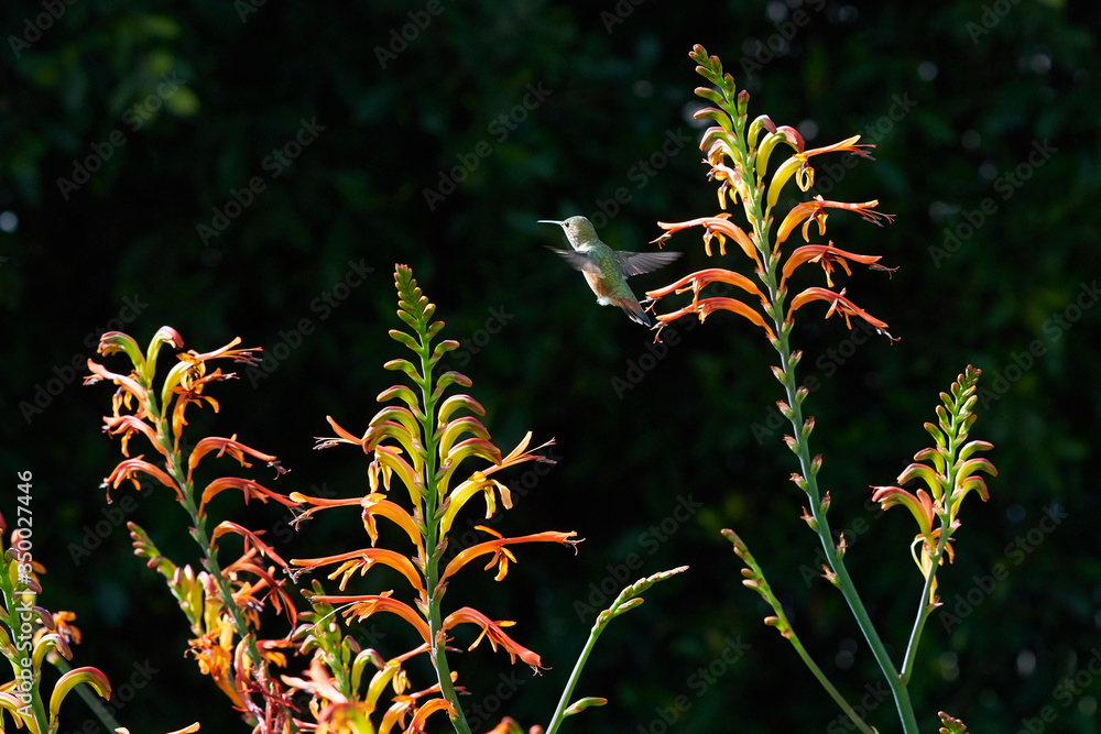 Hummingbird Green and Reddish Brown flying and feeding on Lucifer ...