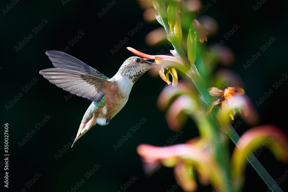 Hummingbird Green and Reddish Brown flying and feeding on Lucifer ...