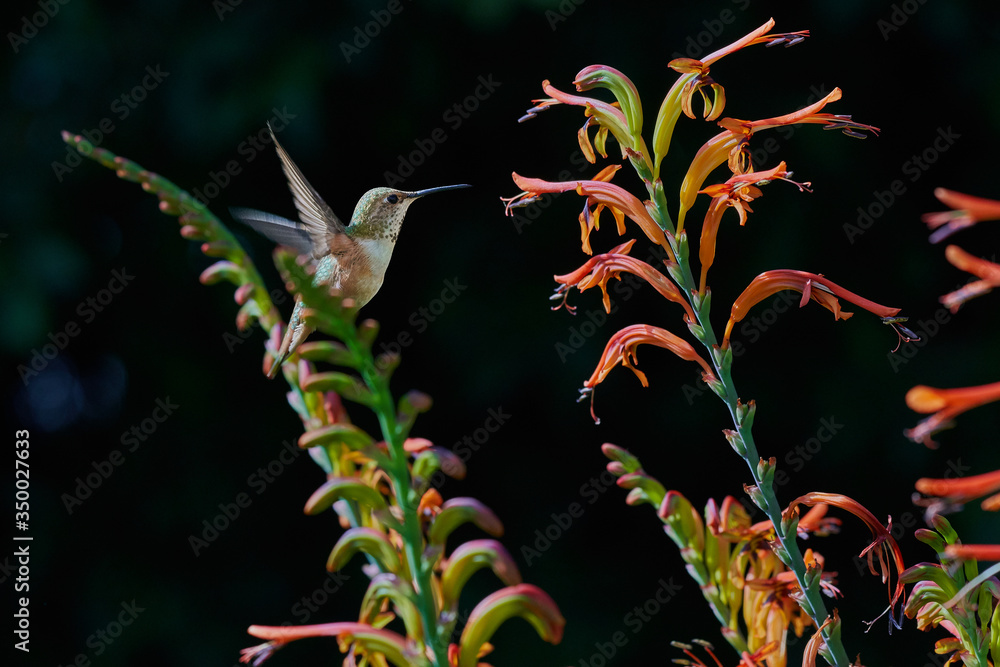 Hummingbird Green and Reddish Brown flying and feeding on Lucifer ...