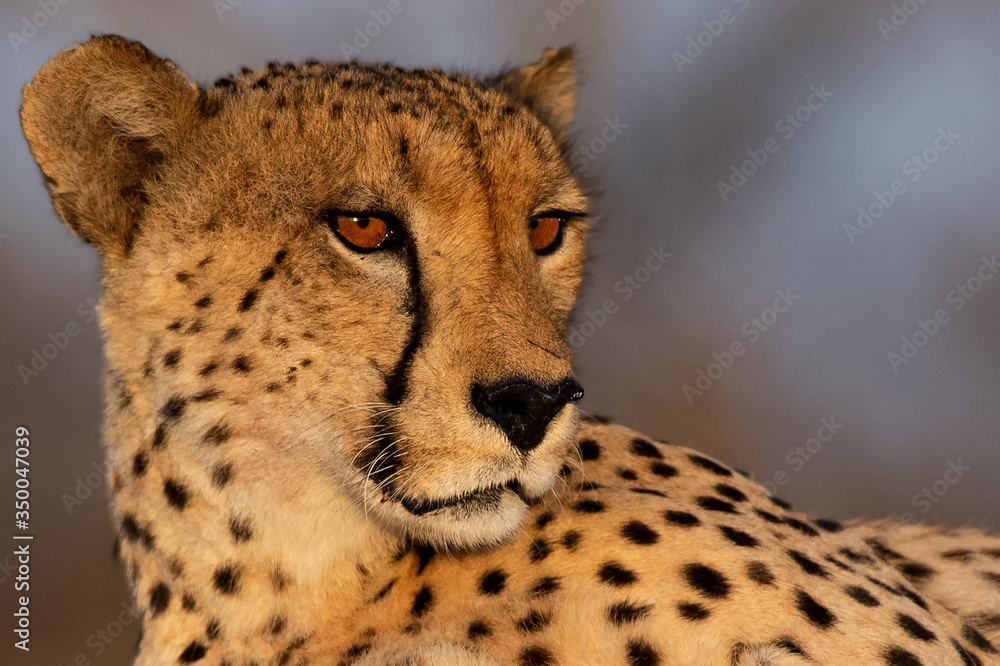 Cheetah's Amber eyes during the 'Golden Hour' in the Sabi Sand Game ...