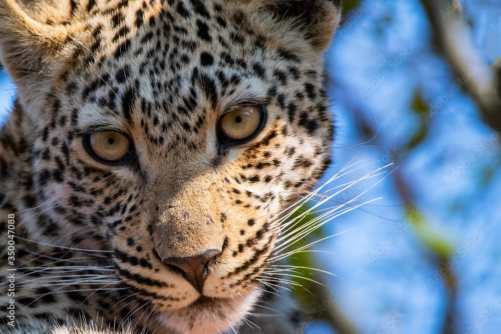 Leopard Portrait from the Sabi Sand Game Reserve of South Africa Stock ...