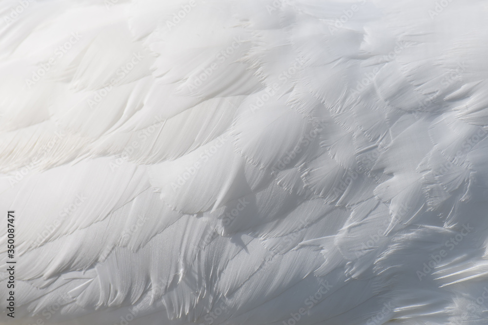 Snow white swan wing swan feather texture Stock Photo | Adobe Stock