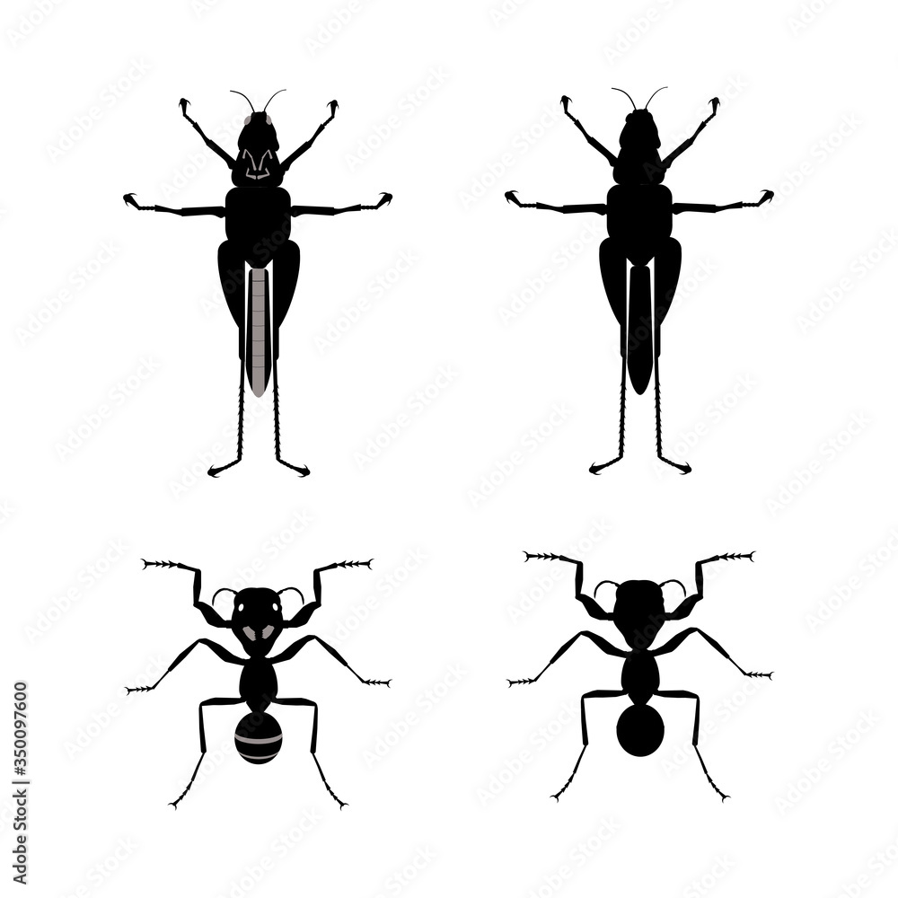 Shadow of an ant and a grasshopper on a white background Stock Vector ...