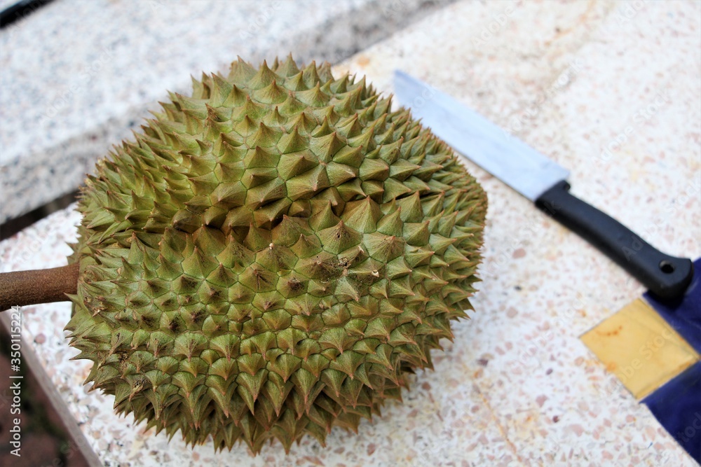 Self-peeling Durian from a knife, Durian is a popular Thai fruit from ...