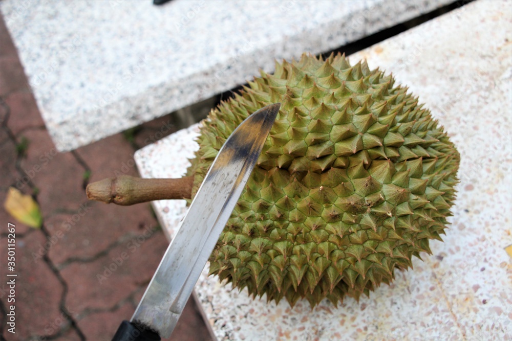 Zdjęcie Stock: Self-peeling Durian from a knife, Durian is a popular Thai fruit from around the ...
