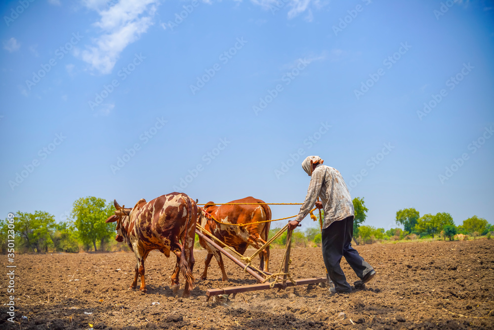 Indian farmer working with bull at his farm Stock Photo | Adobe Stock