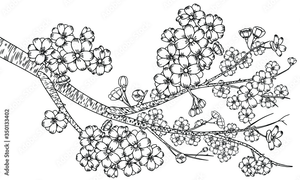 Cherry blossom. Sakura tree. Spring outline illustration for coloring ...