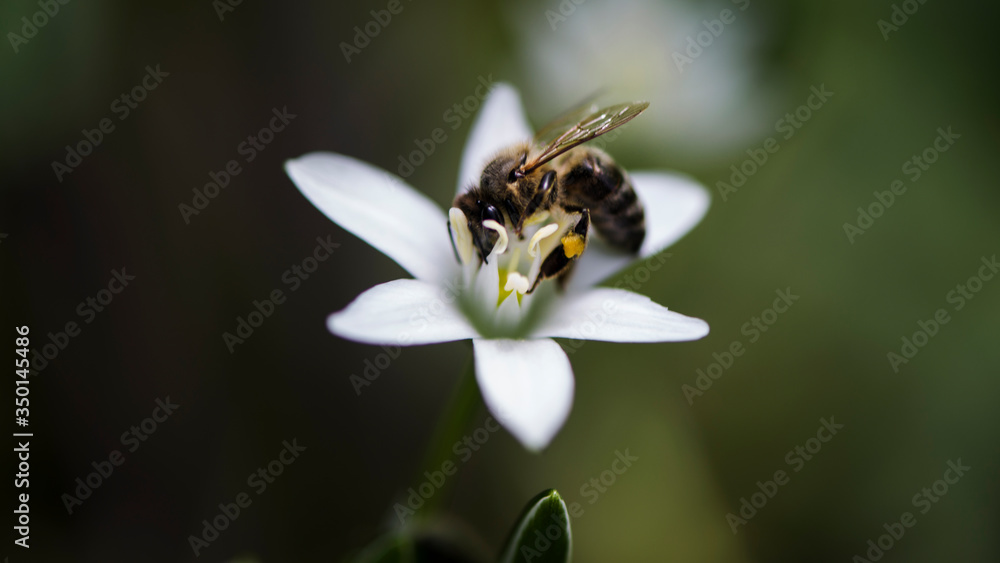 Small white flowers.White flowers, bee collects nectar.A bee pollinates ...