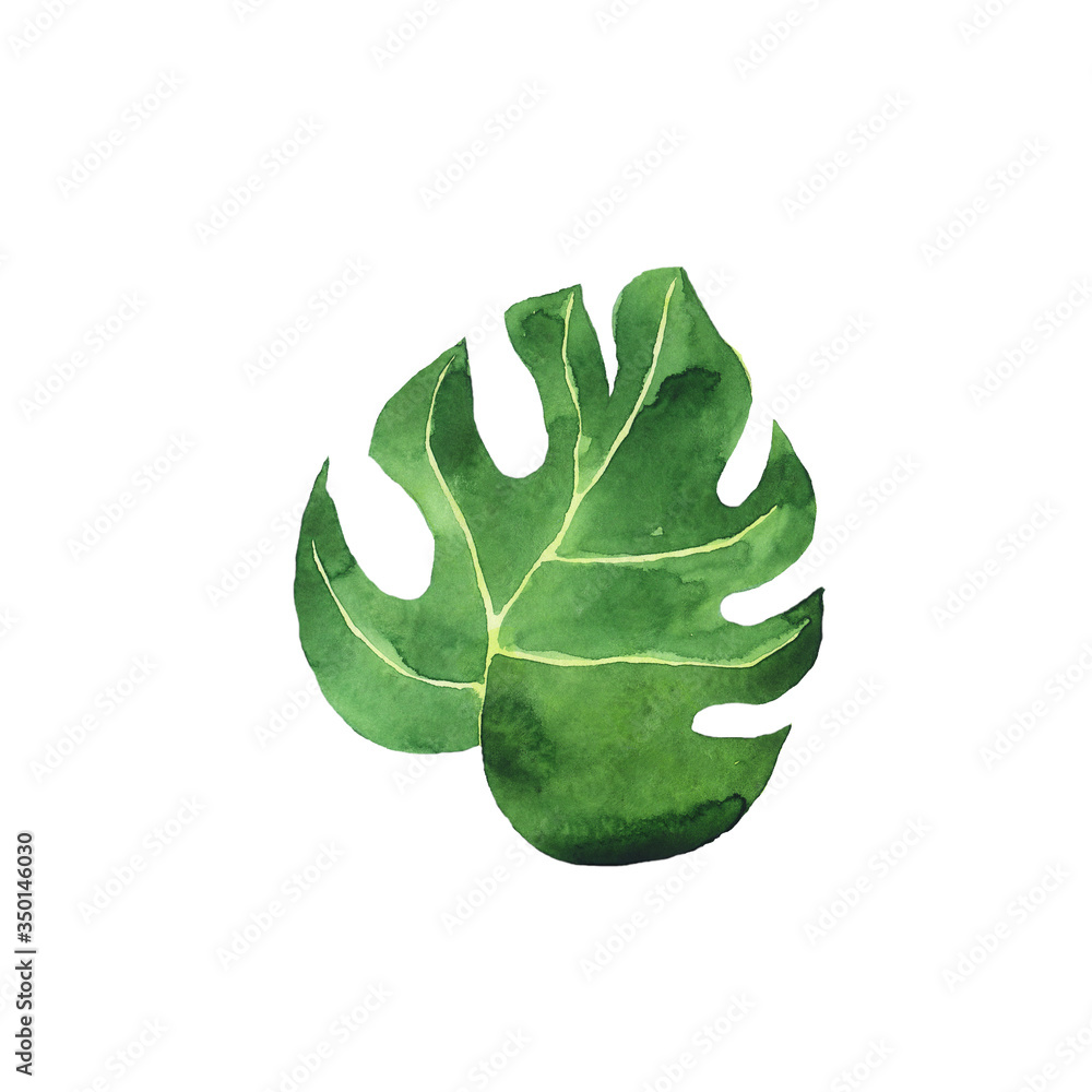 Monstera tropical jungle green one leaf isolated on white background ...