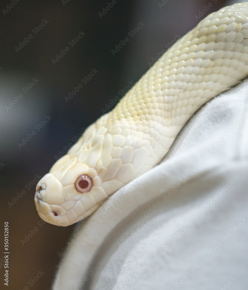 Reticulated python,Snake.Gold Yellow Python, Albino snake with ...