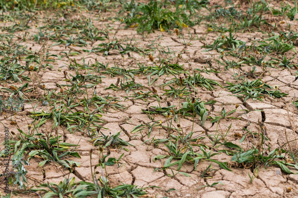 Effects of the climate change visible in Maastricht with dry soil and ...