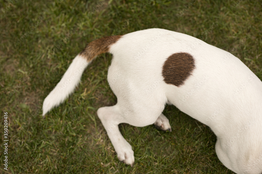 bottom and tail of a white dog with a red spot that lies on the green ...