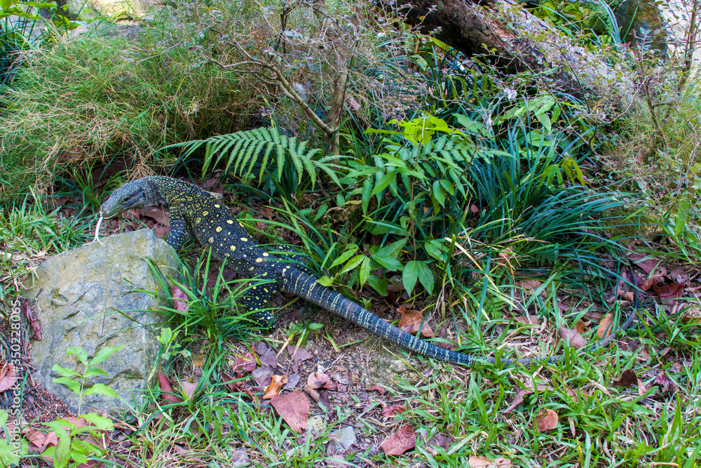 Salvadori's monitor (Varanus salvadorii) is one of the longest lizards ...
