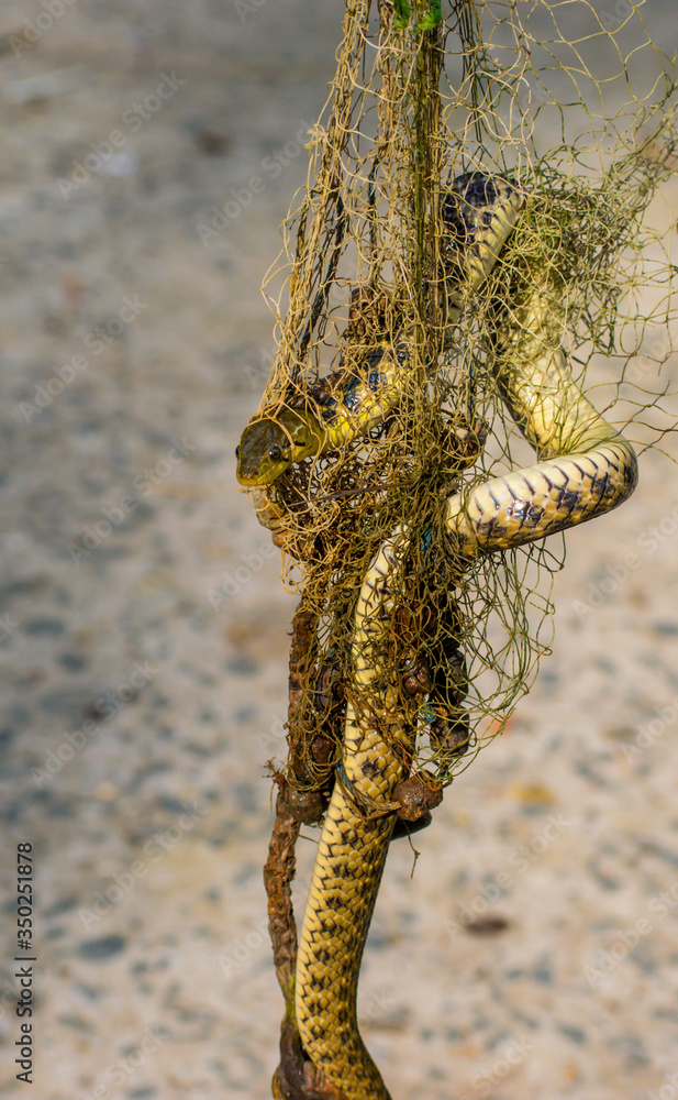 The checkered keelback snake got trapped in the fish- catching net ...