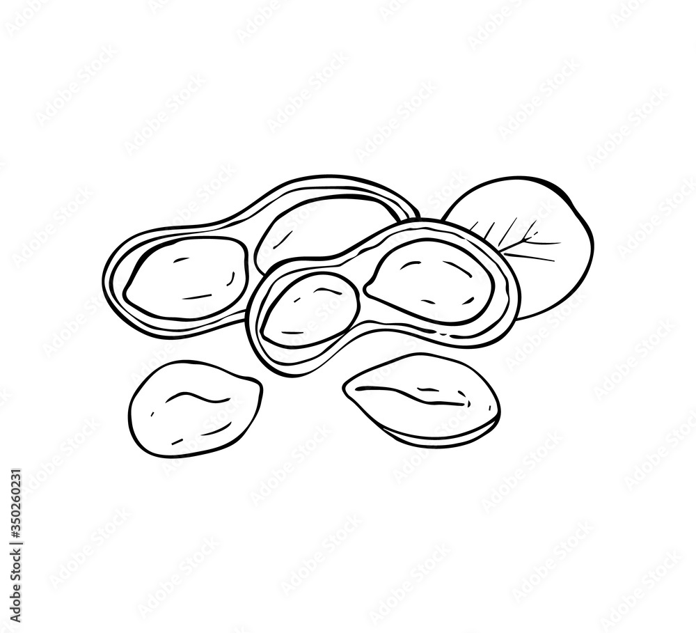 Hand drawn peanut images isolated on white background. Ink sketch of ...