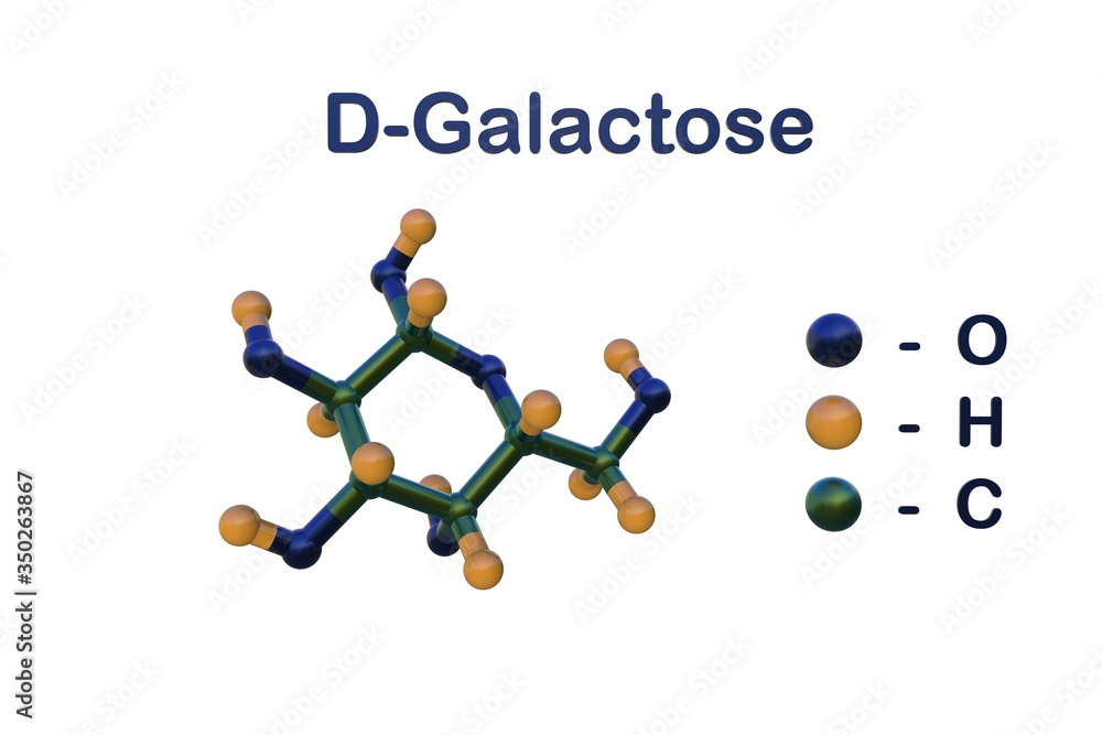 Structural chemical formula and molecular model of d-galactose, an ...
