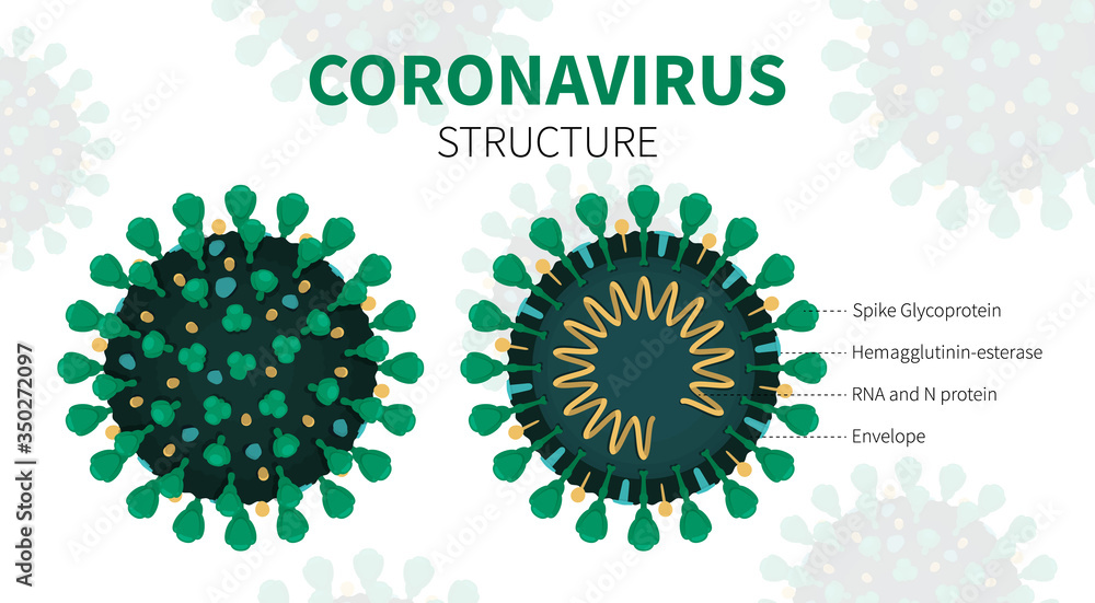 Flat vector illustration of coronavirus internal and external structure ...