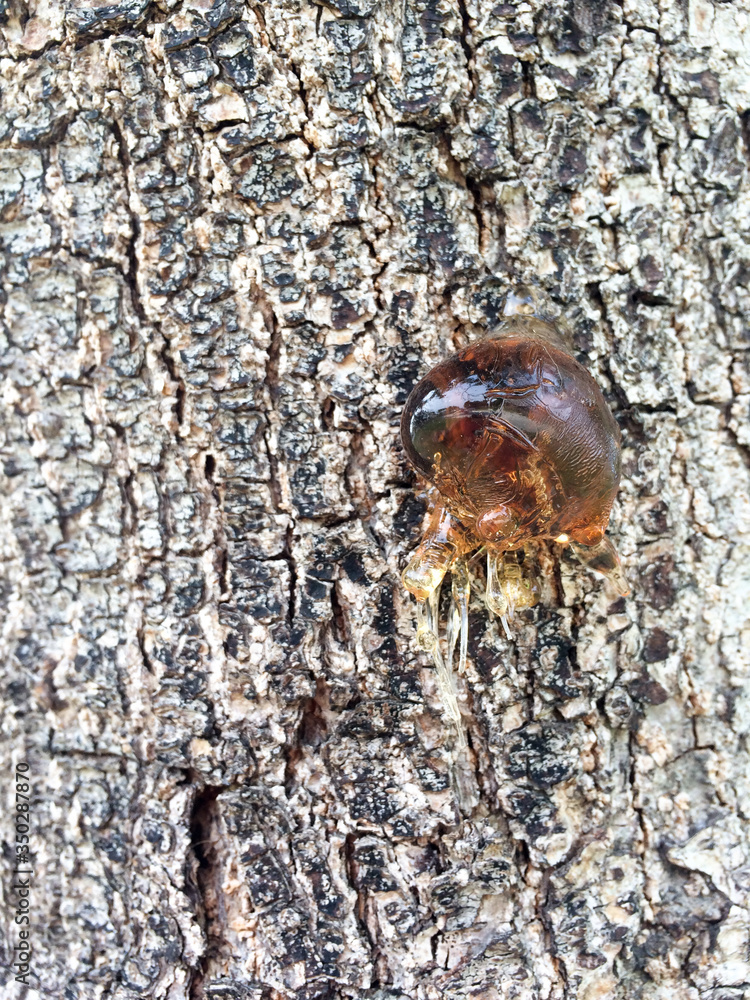 tree sap and bark amber black white colors sticky natural arborist ...