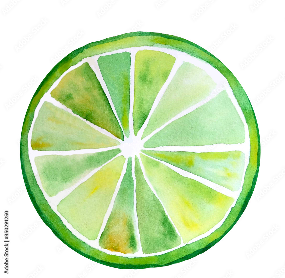 Fresh green and yellow lime slice isolated. Watercolor stylized ...