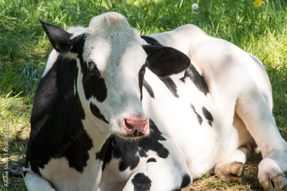 Ecological agriculture, pasture farming: beautiful spotted cow in a ...