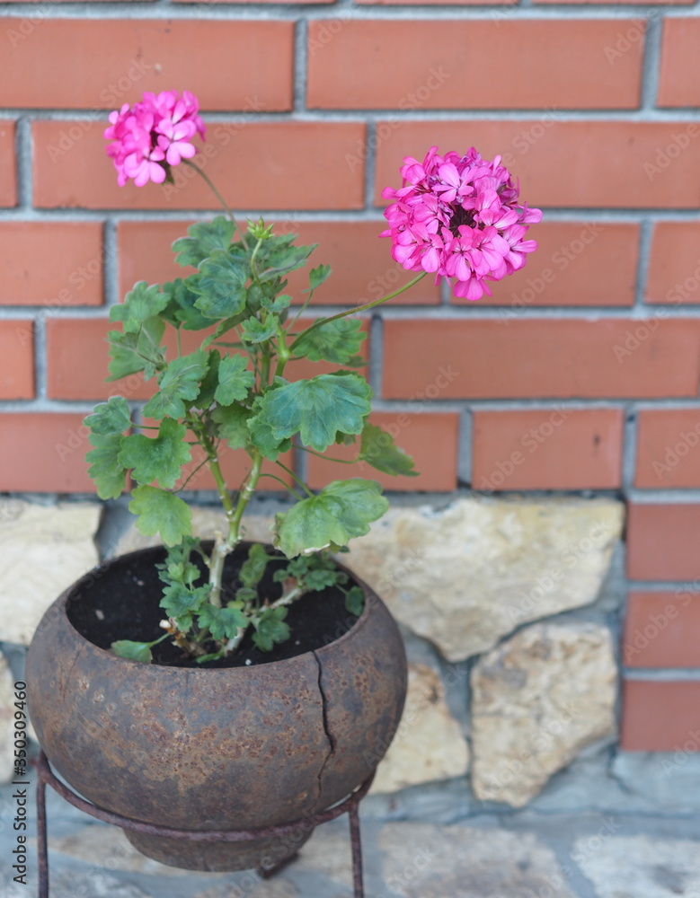 Flower background.The pink pelargonium plant is planted in an old ...