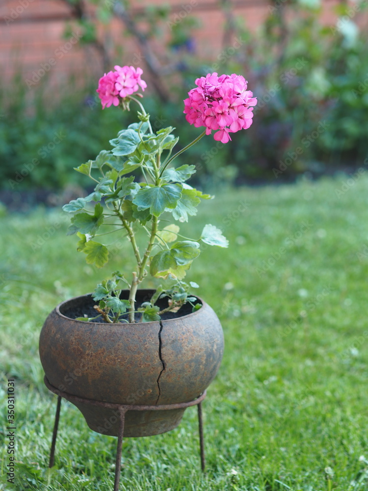Flower background.The pink pelargonium plant is planted in an old ...