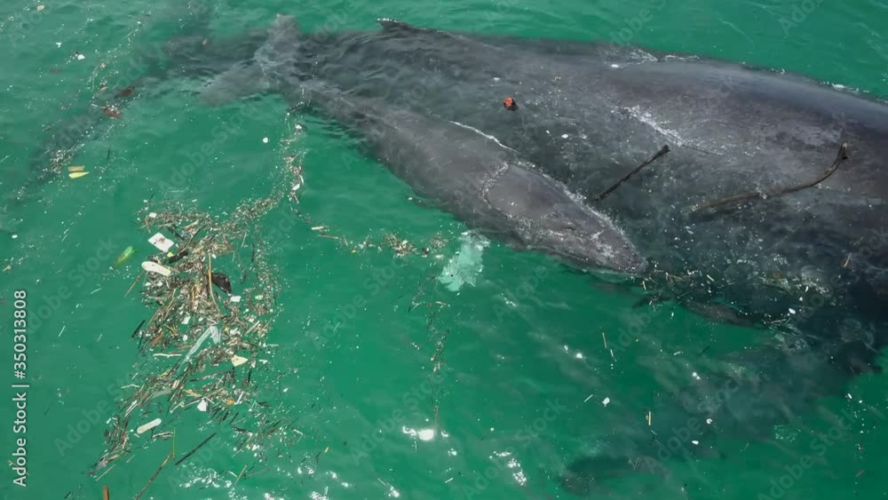 Humpback Whale and Calf Among Floating Ocean Garbage. Isla Conadora ...