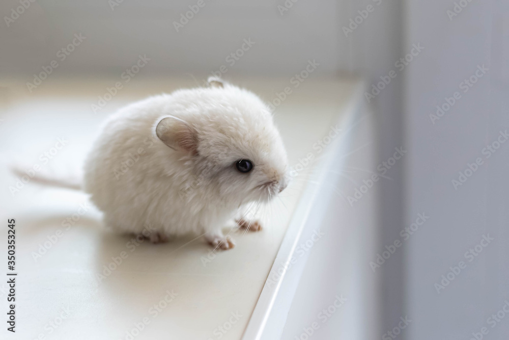 Baby Chinchillas