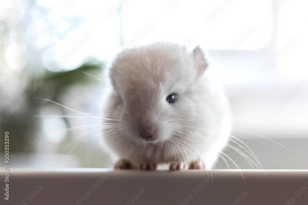 White Chinchilla Baby