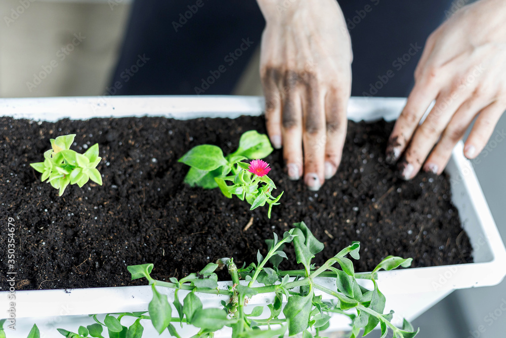 Top view of baby aptenia cordifolia plants potting in white rectangular ...