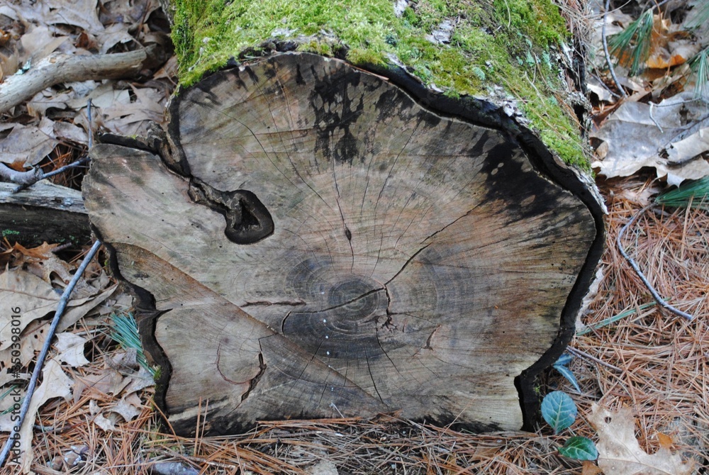 Mossy stump cross section with visible tree rings laying on forest ...