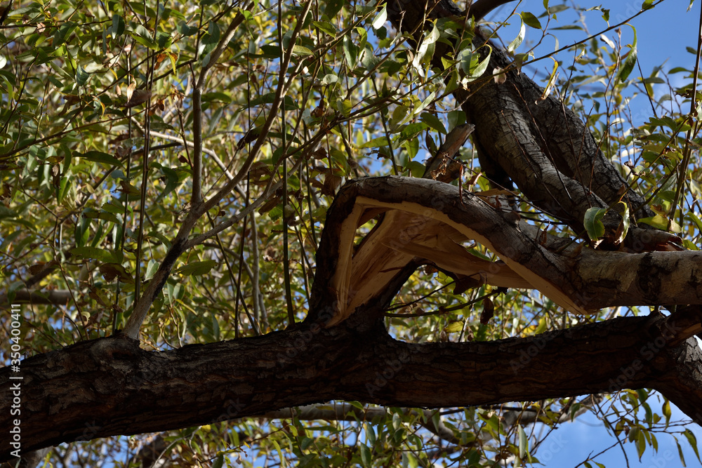 Rama de árbol rota por el viento con cielo y hojas verdes de fondo ...