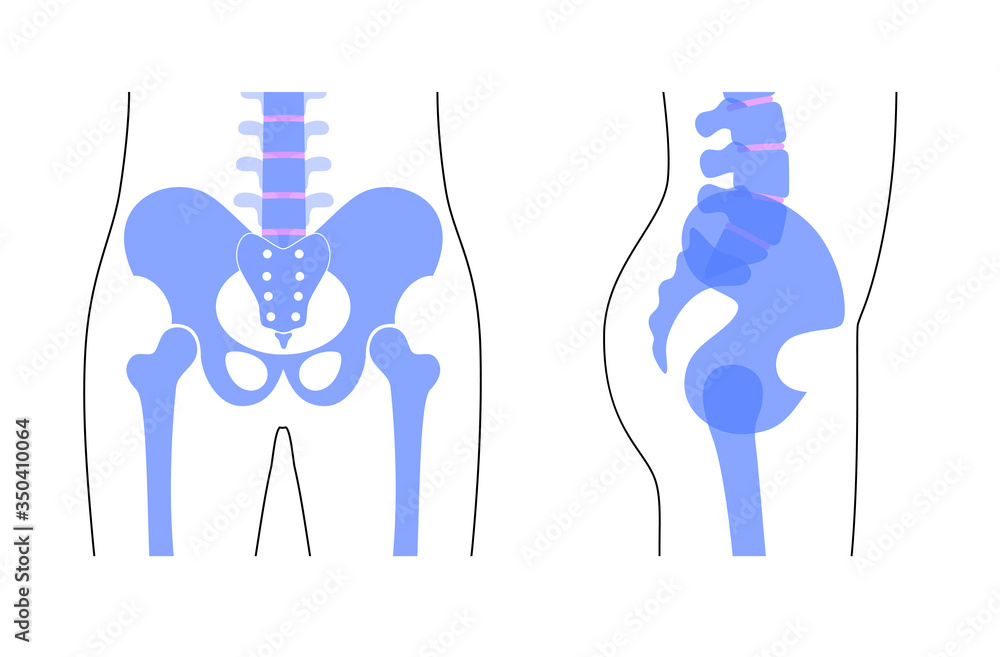 Human pelvis anatomy. vector de Stock | Adobe Stock