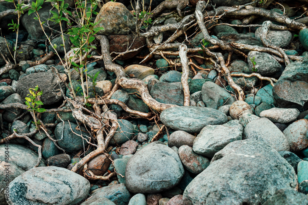 Small green sprouts of tree grows from roots. Nature sunny background ...