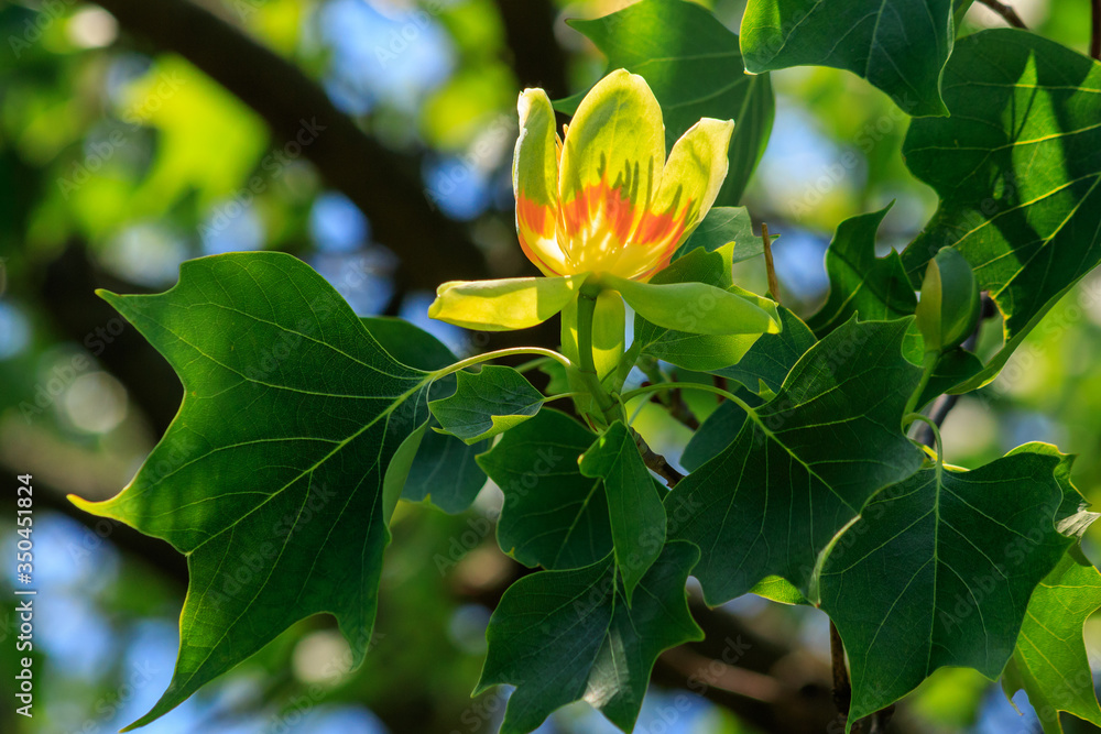 Flowering tulip tree (Liriodendron Tulipifera, Tulip Tree, American ...