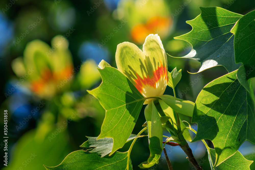 Flowering tulip tree (Liriodendron Tulipifera, Tulip Tree, American ...
