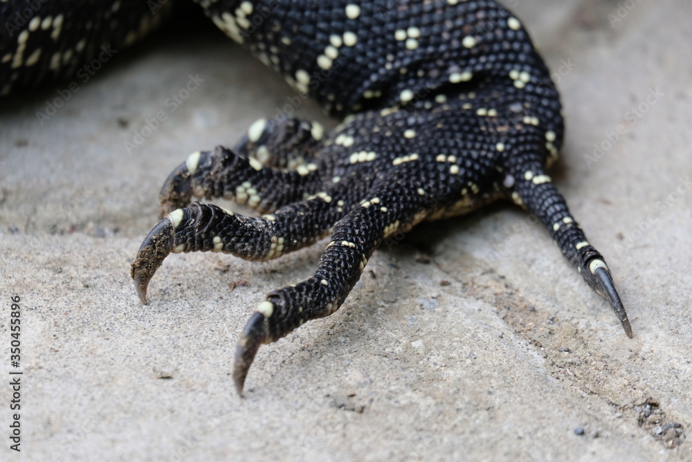 monitor lizard claw, also known as varanus salvator Stock Photo | Adobe ...