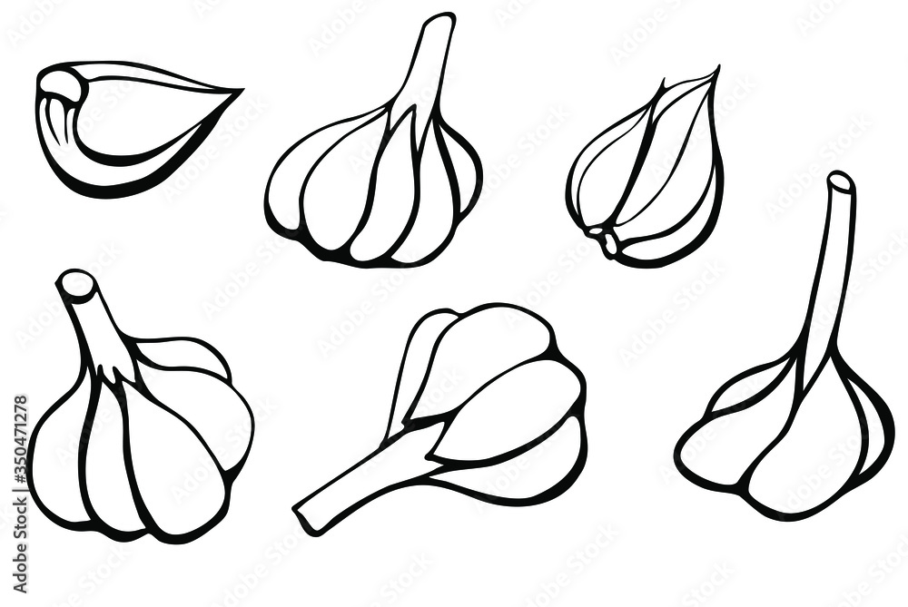 Set of Garlic Vector illustration, hand drawn with ink contrast lines ...