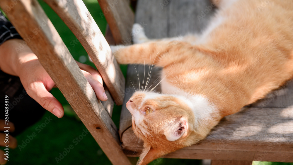 Lock down and Self-quarantine at home with cat. Social disconnect and ...