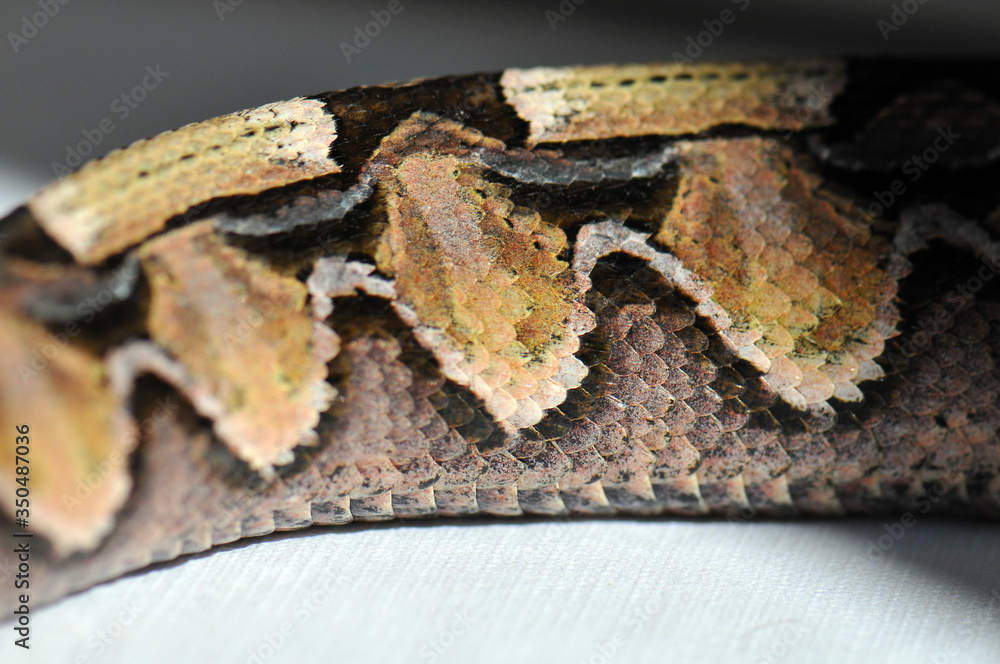 Foto de Bitis gabonica, Vipère du Gabon do Stock | Adobe Stock