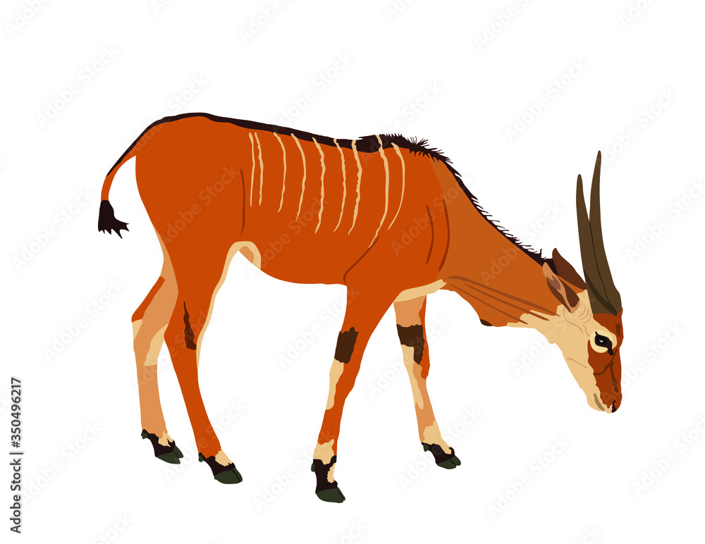 Wild female antelope Common eland, or Southern eland, or Eland antelope ...