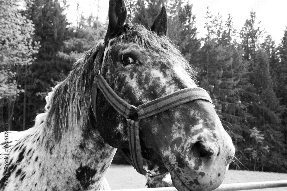 Foto de Big beautiful horse with spots on the farm. Horse breed ...