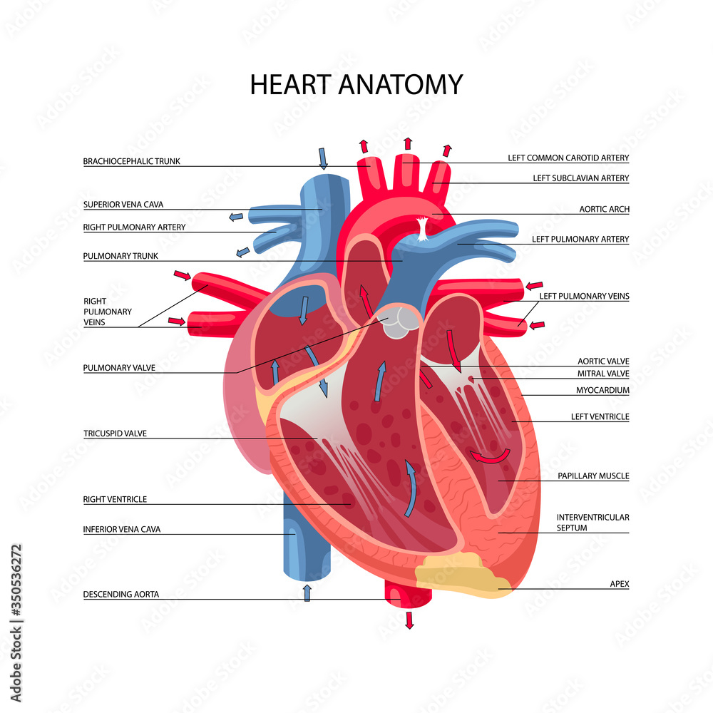 Human heart anatomy Stock Vector | Adobe Stock