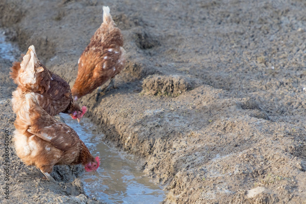 Brown chickens live outdoors at bio poultry farm dirt mud. Rural ...