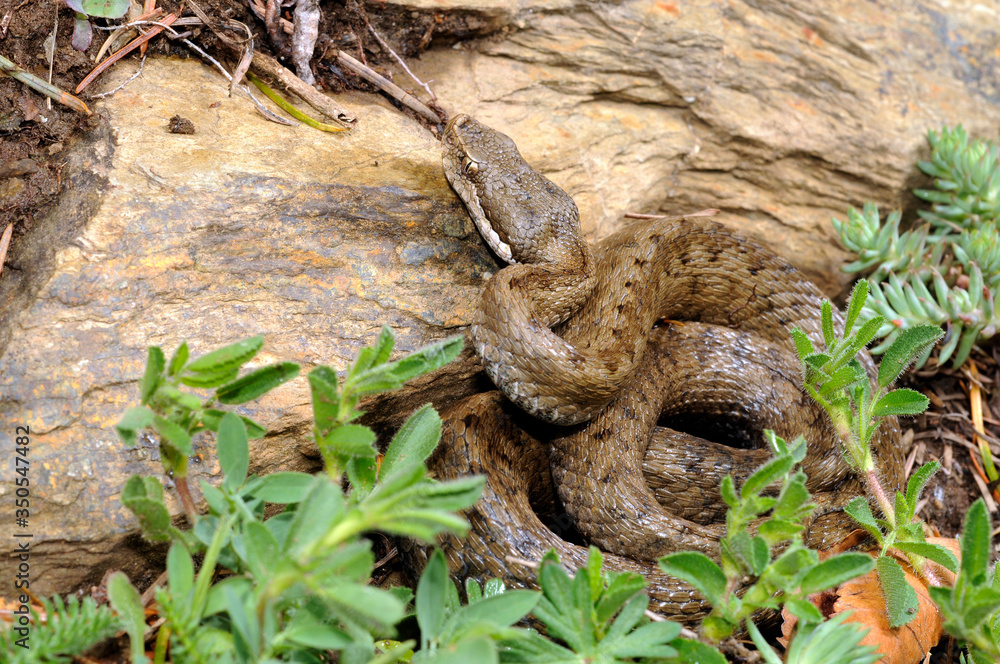 Aspisviper (Vipera aspis), Montseny, Spanien - Asp viper (Vipera aspis ...