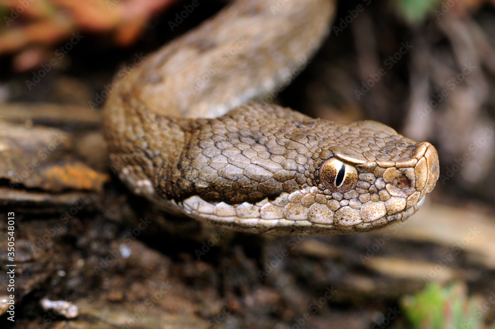 Aspisviper (Vipera aspis zinnikeri), Montseny, Spanien - Asp viper ...