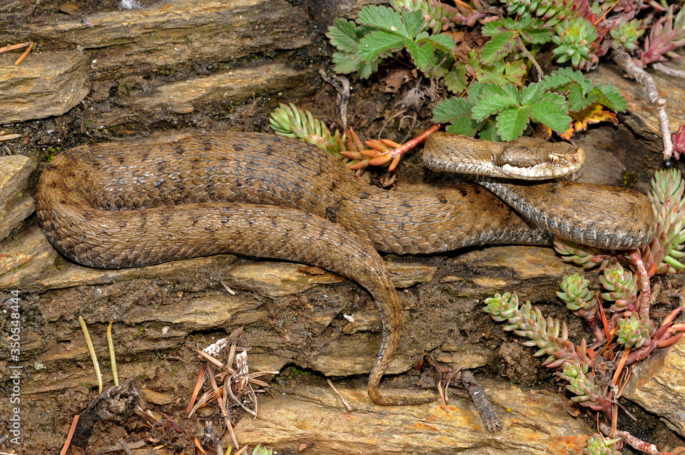 Aspisviper (Vipera aspis zinnikeri), Montseny, Spanien - Asp viper ...