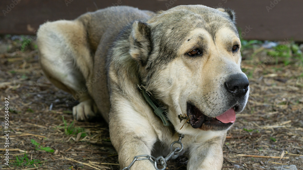 Nagazi is a Georgian shepherd dog. One of the oldest authentic dog ...