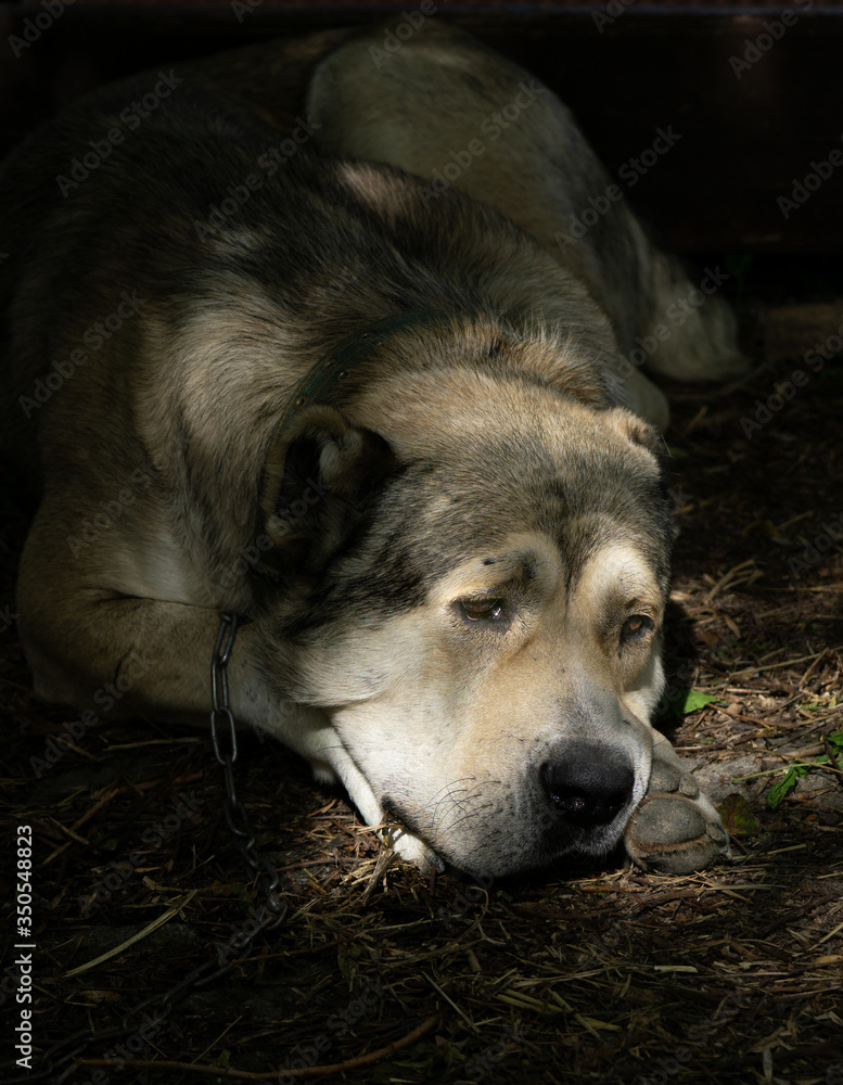 Nagazi is a Georgian shepherd dog. One of the oldest authentic dog ...